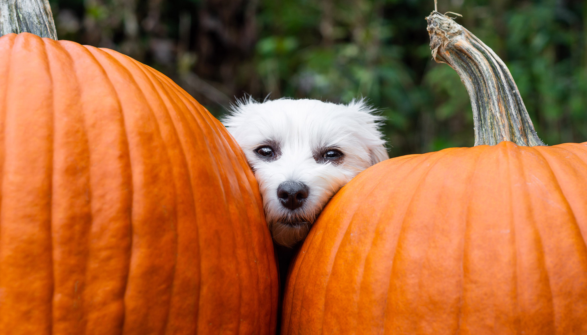 Pet Food Trends for 2026: Function,… | Silva International